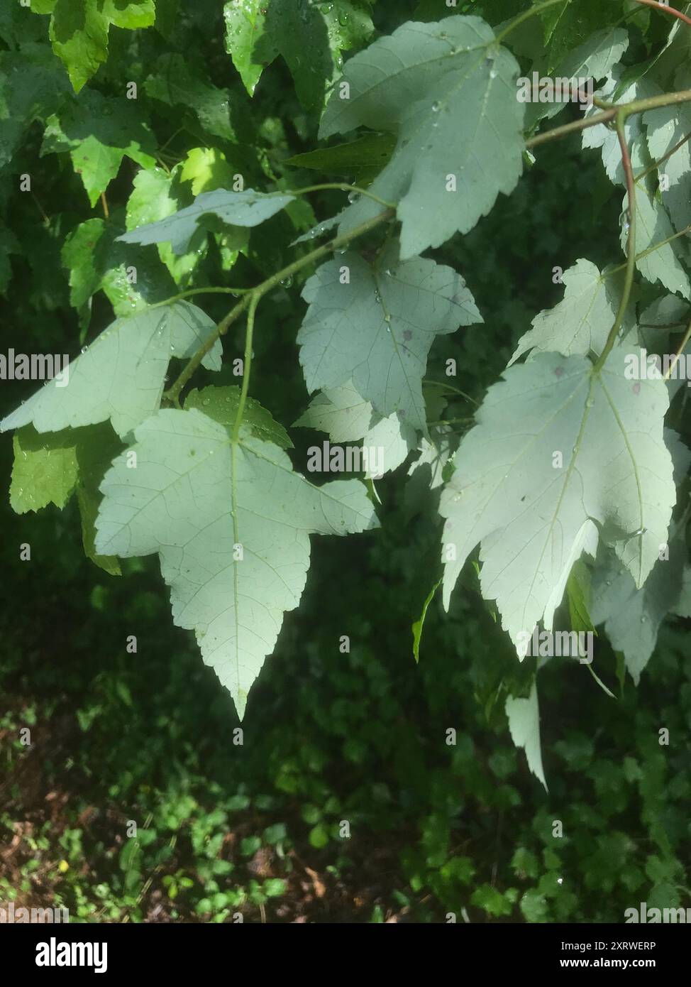 Eastern Red Maple (Acer rubrum rubrum) Plantae Stock Photo - Alamy