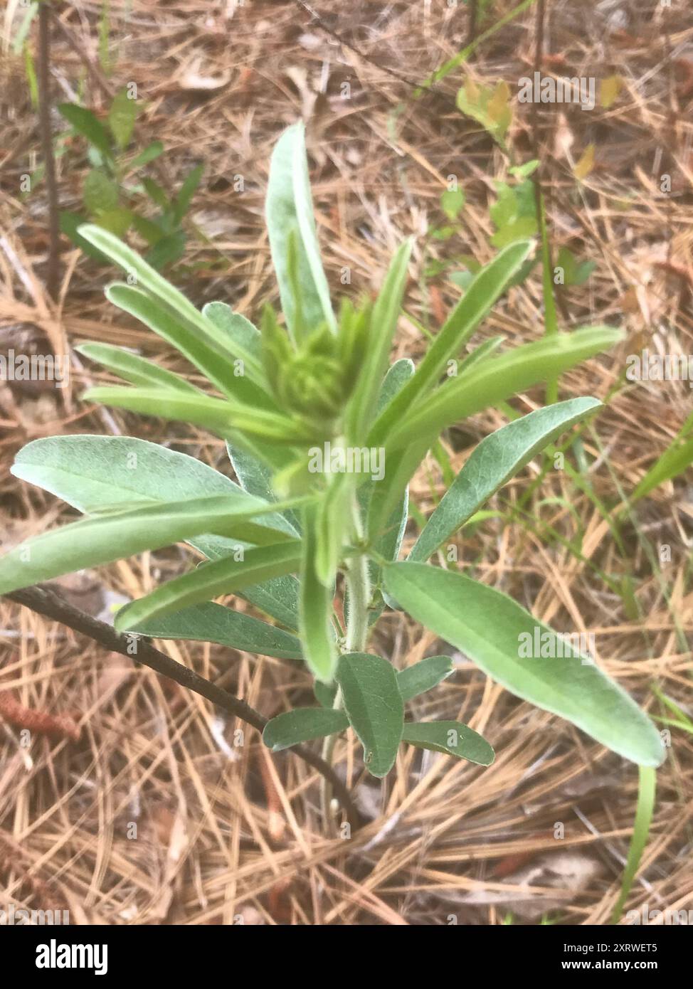 round-headed bush clover (Lespedeza capitata) Plantae Stock Photo - Alamy