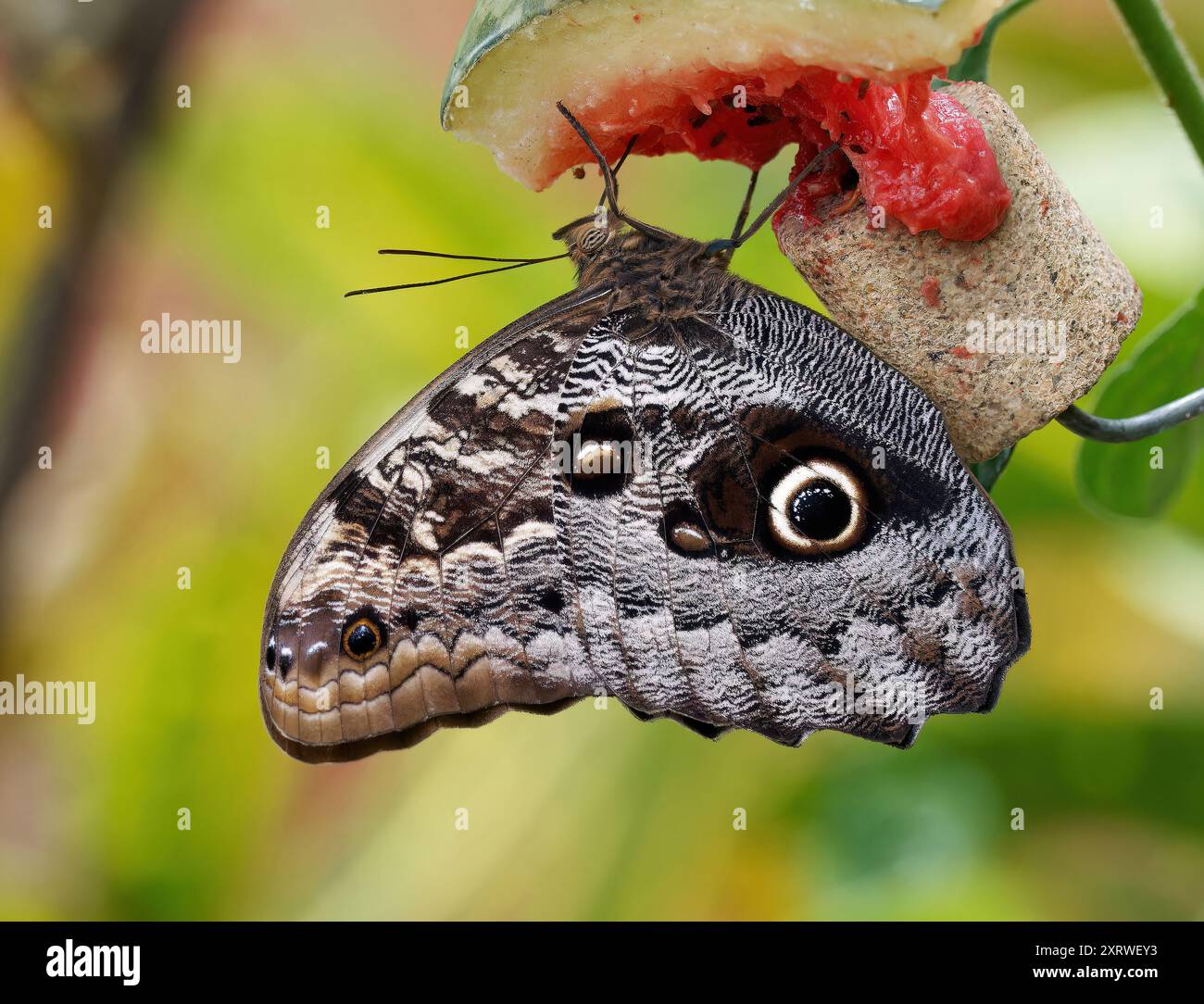 Caligo species hi-res stock photography and images - Alamy