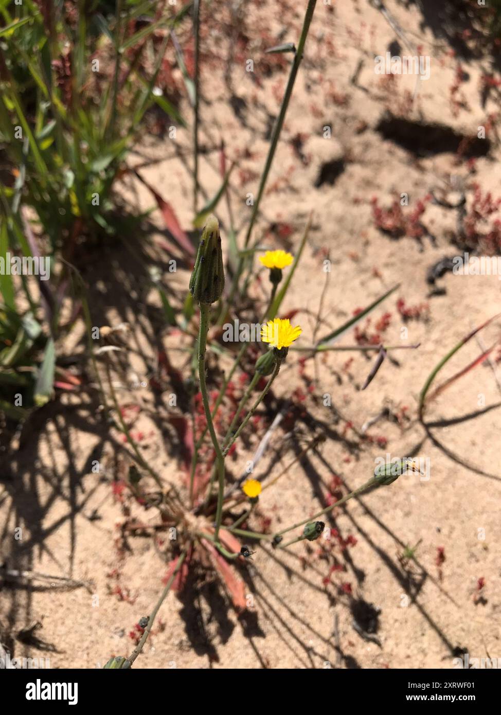 Smooth Cat's Ear (Hypochaeris glabra) Plantae Stock Photo - Alamy