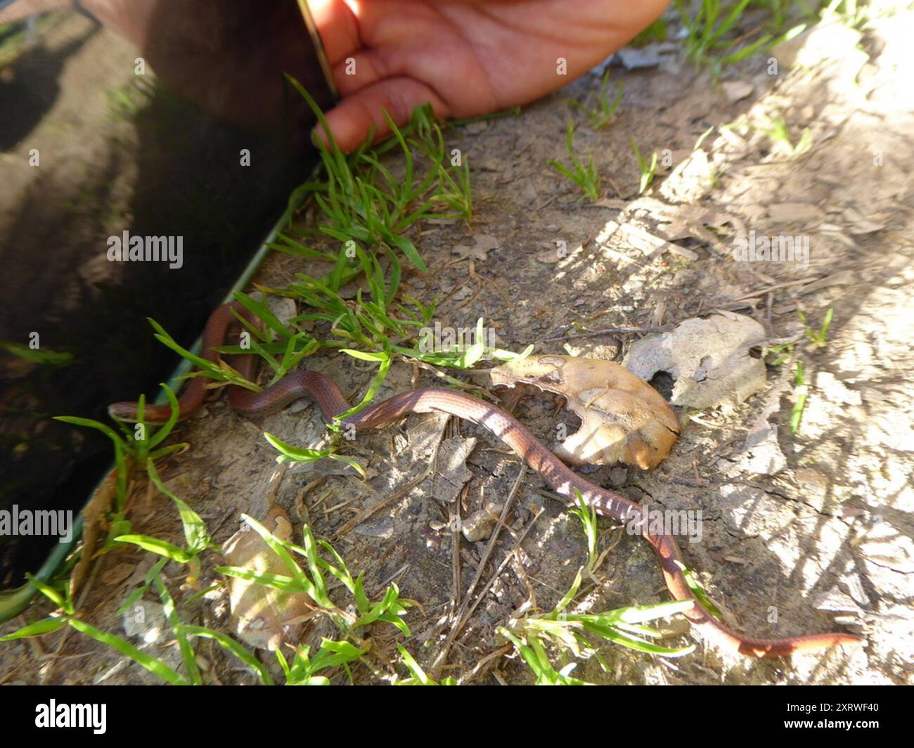 Sharp tailed snake hi-res stock photography and images - Alamy