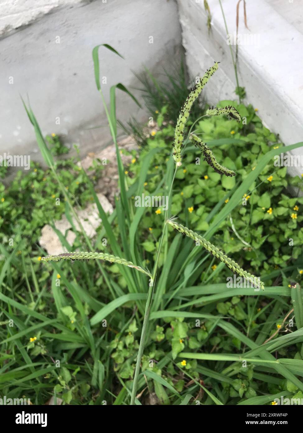 Dallis grass (Paspalum dilatatum) Plantae Stock Photo - Alamy