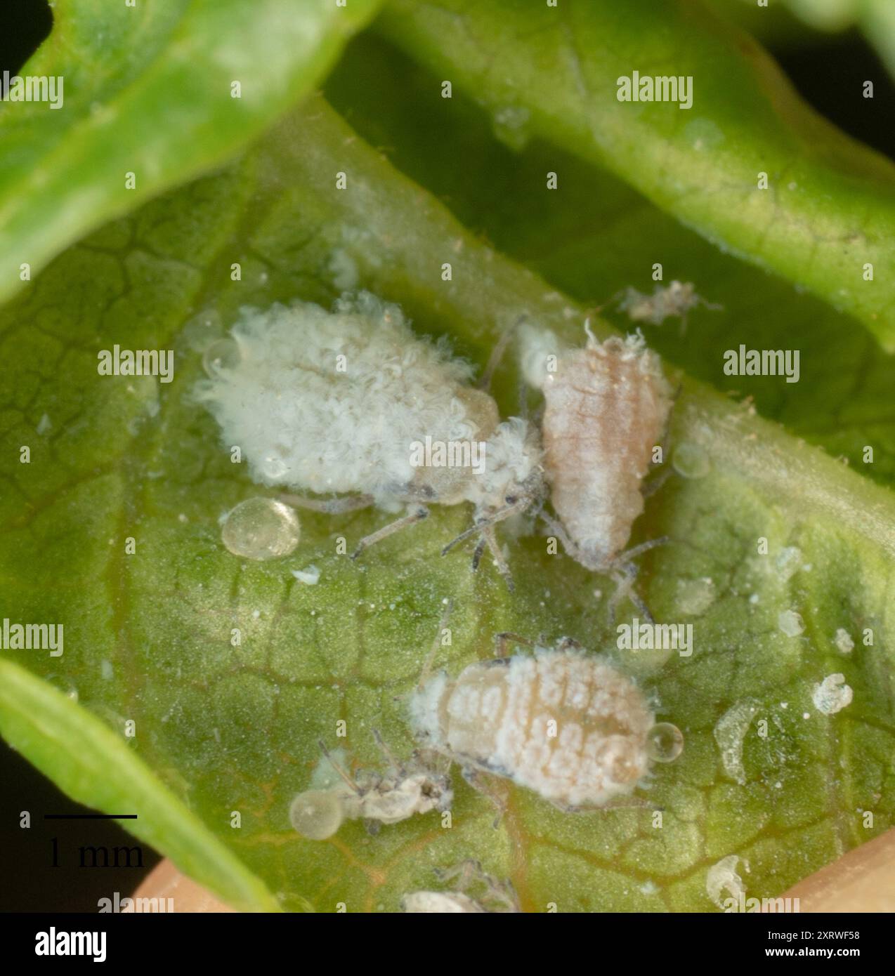 Woolly Aphids (Prociphilus) Insecta Stock Photo - Alamy