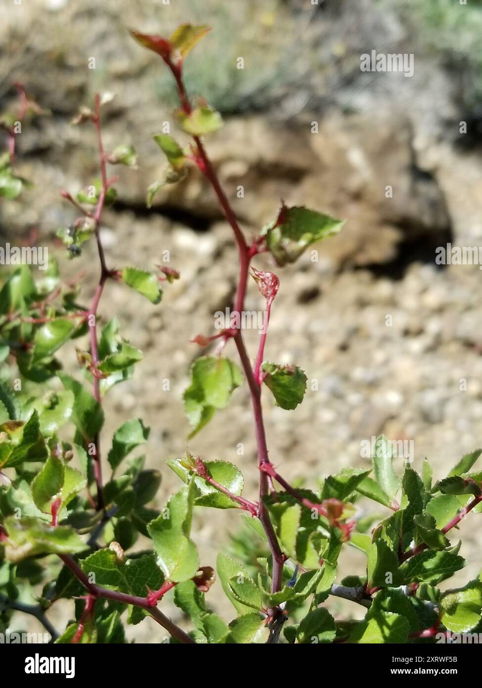 Desert Apricot (Prunus fremontii) Plantae Stock Photo - Alamy
