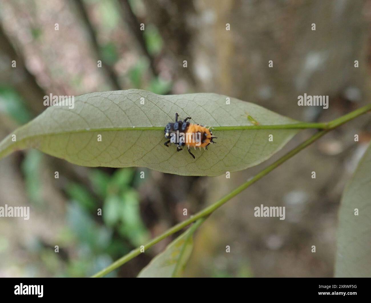 Greater Asian Lady Beetle (Harmonia dimidiata) Insecta Stock Photo - Alamy
