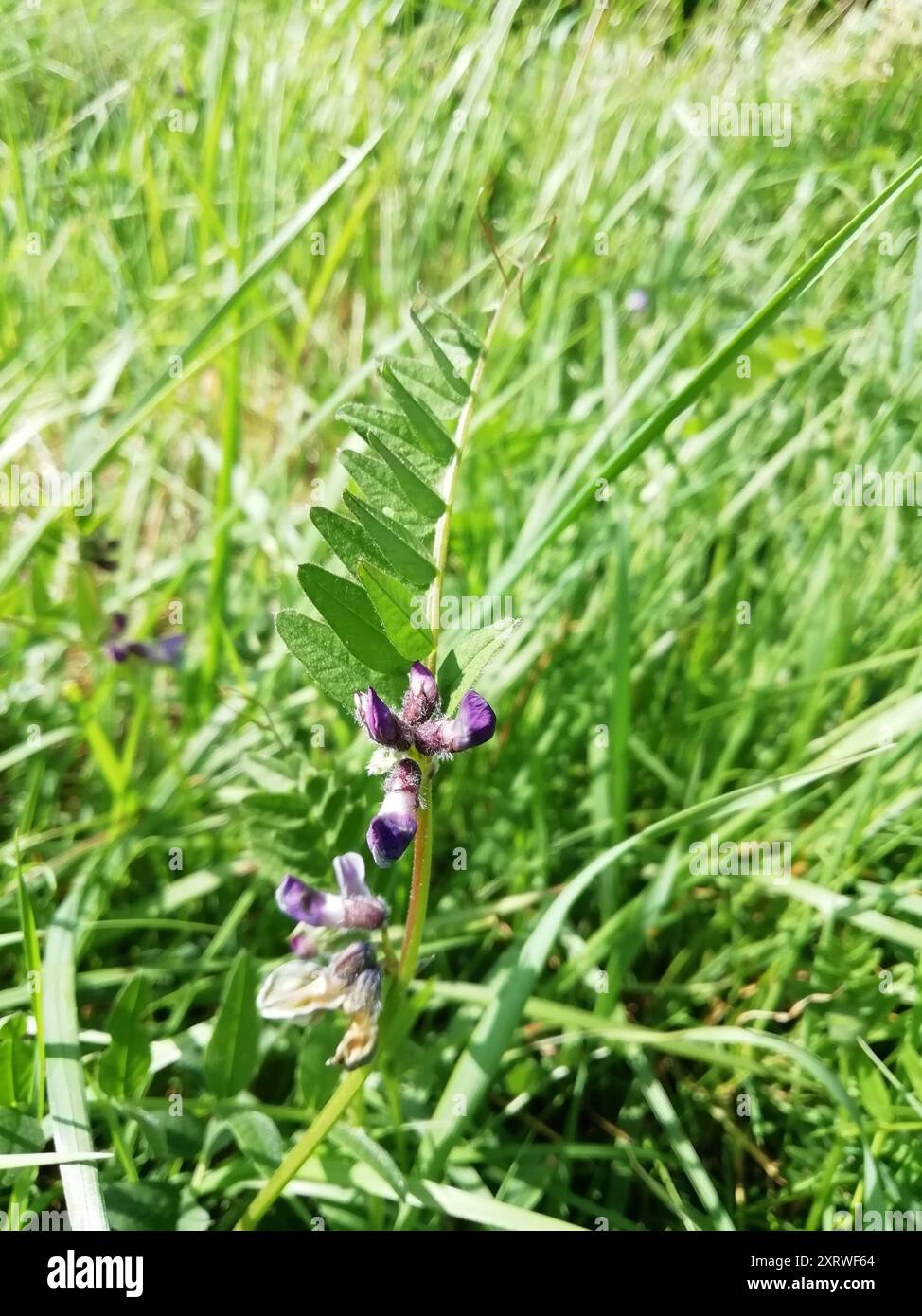 Bush Vetch (Vicia sepium) Plantae Stock Photo - Alamy