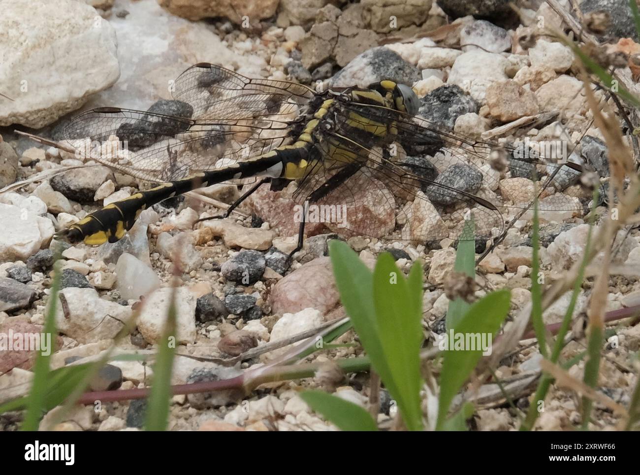 Plains Clubtail (Gomphurus externus) Insecta Stock Photo - Alamy