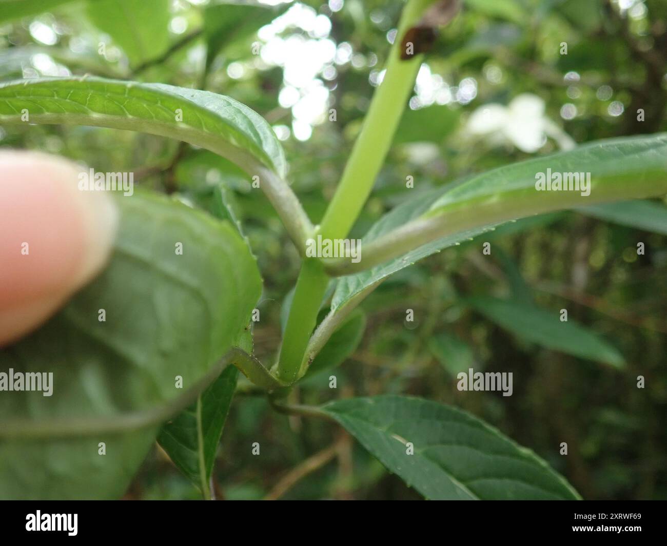 Chinese Hydrangea (Hydrangea chinensis) Plantae Stock Photo - Alamy
