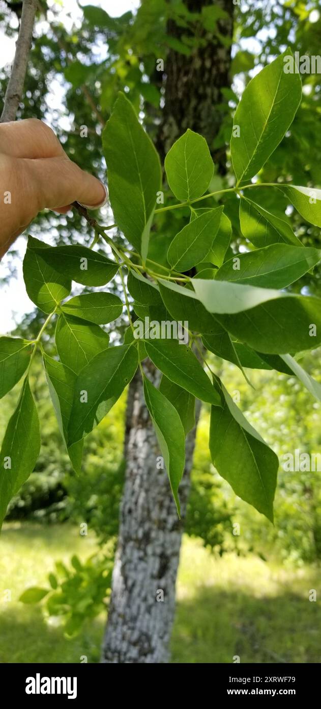 ashes (Fraxinus) Plantae Stock Photo - Alamy