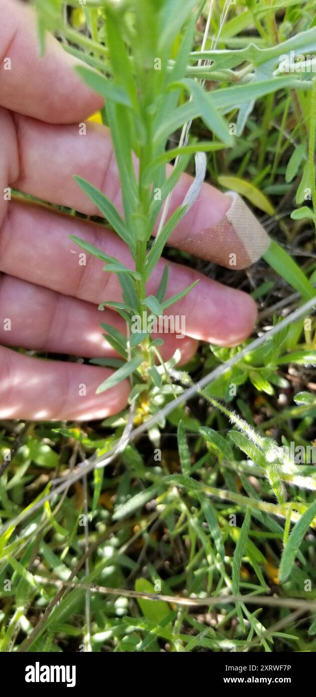 Yellow Flax (Linum rigidum) Plantae Stock Photo - Alamy