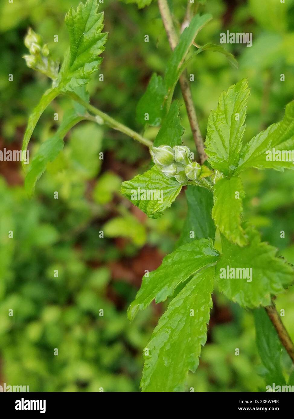 Common Dewberry (Rubus flagellaris) Plantae Stock Photo - Alamy
