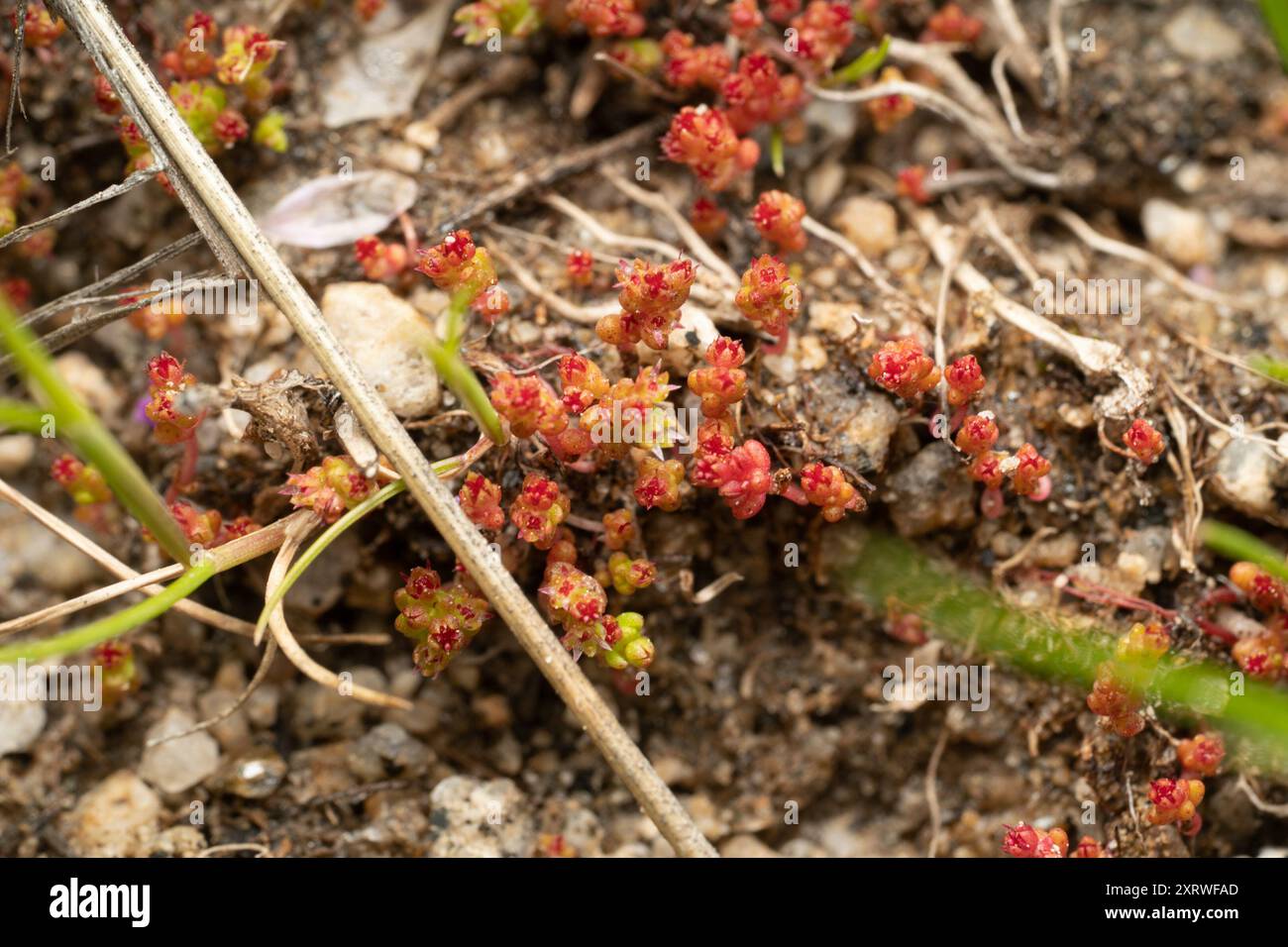 sand pygmyweed (Crassula connata) Plantae Stock Photo - Alamy