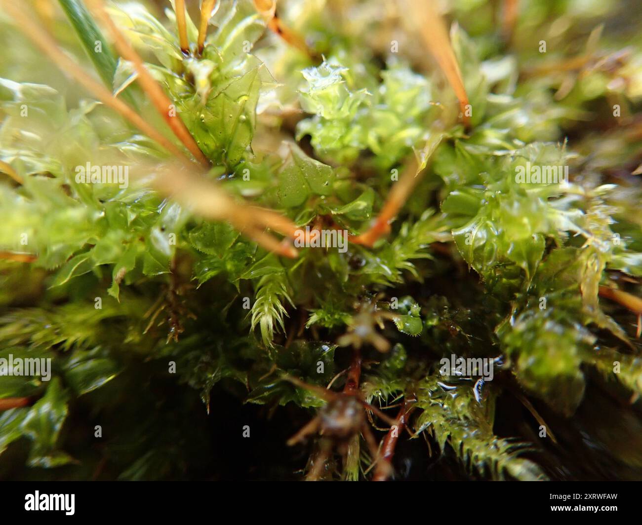 magnificent leafy moss (Plagiomnium venustum) Plantae Stock Photo - Alamy