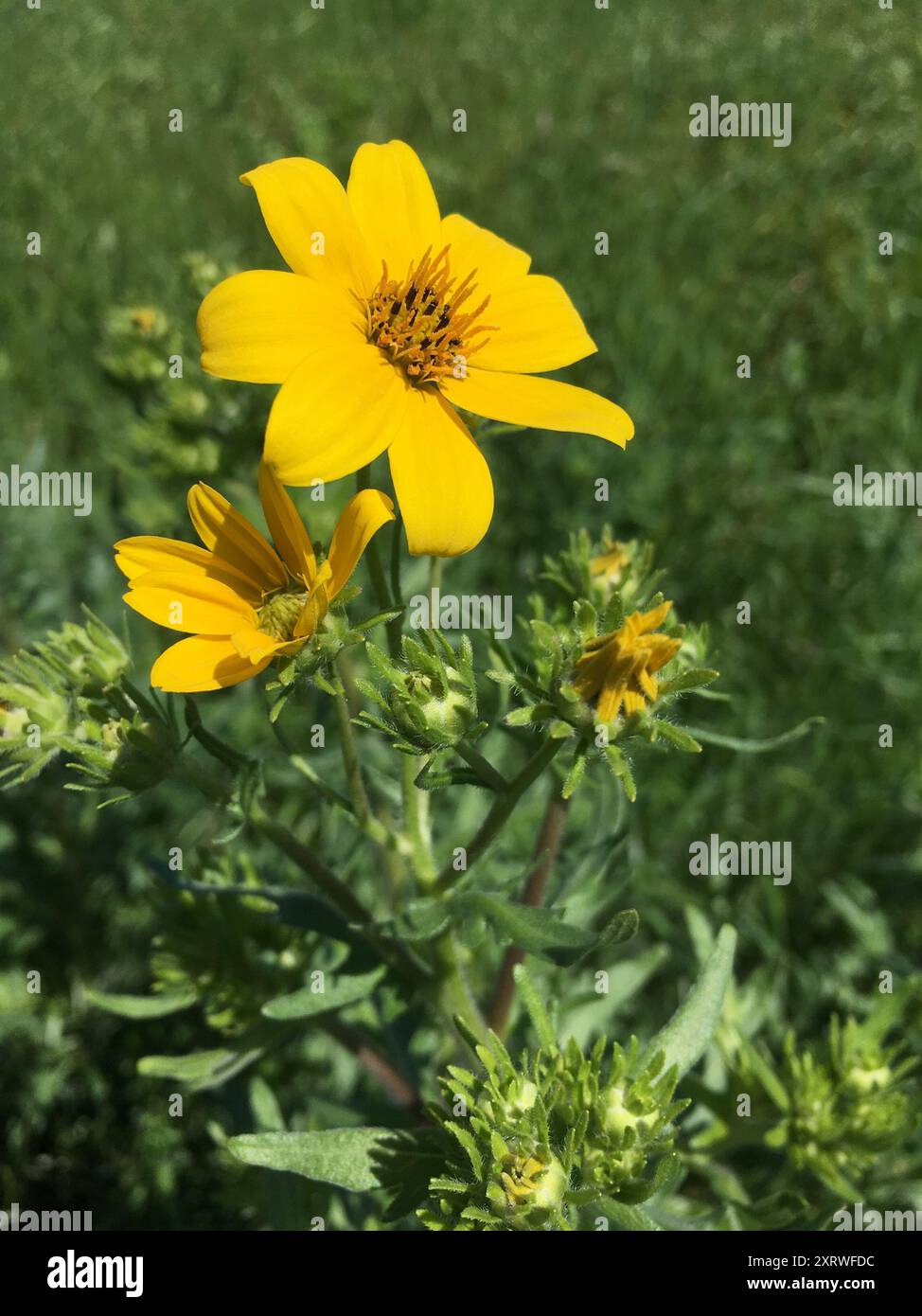 Engelmann daisy (Engelmannia peristenia) Plantae Stock Photo - Alamy