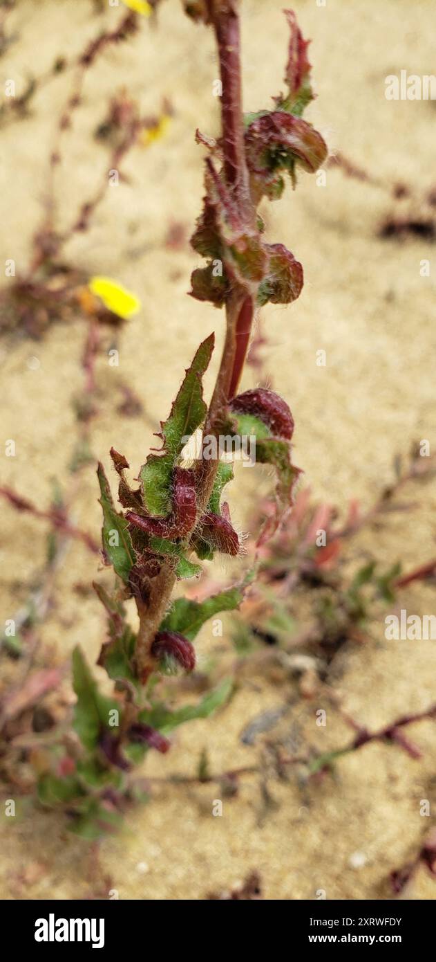 evening primrose family (Onagraceae) Plantae Stock Photo - Alamy