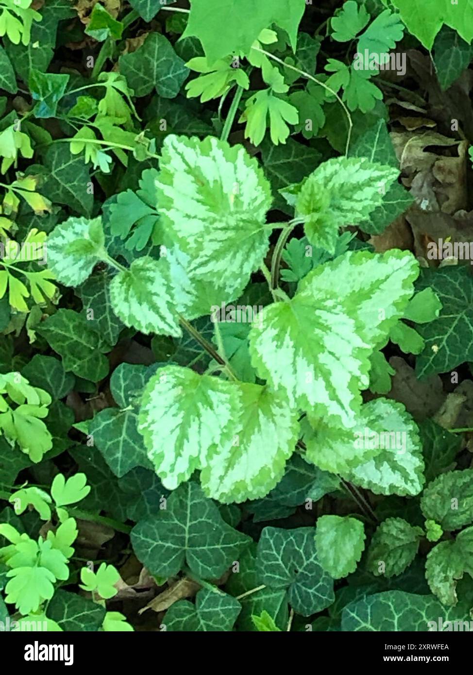 Variegated Yellow Archangel (Lamium galeobdolon argentatum) Plantae ...