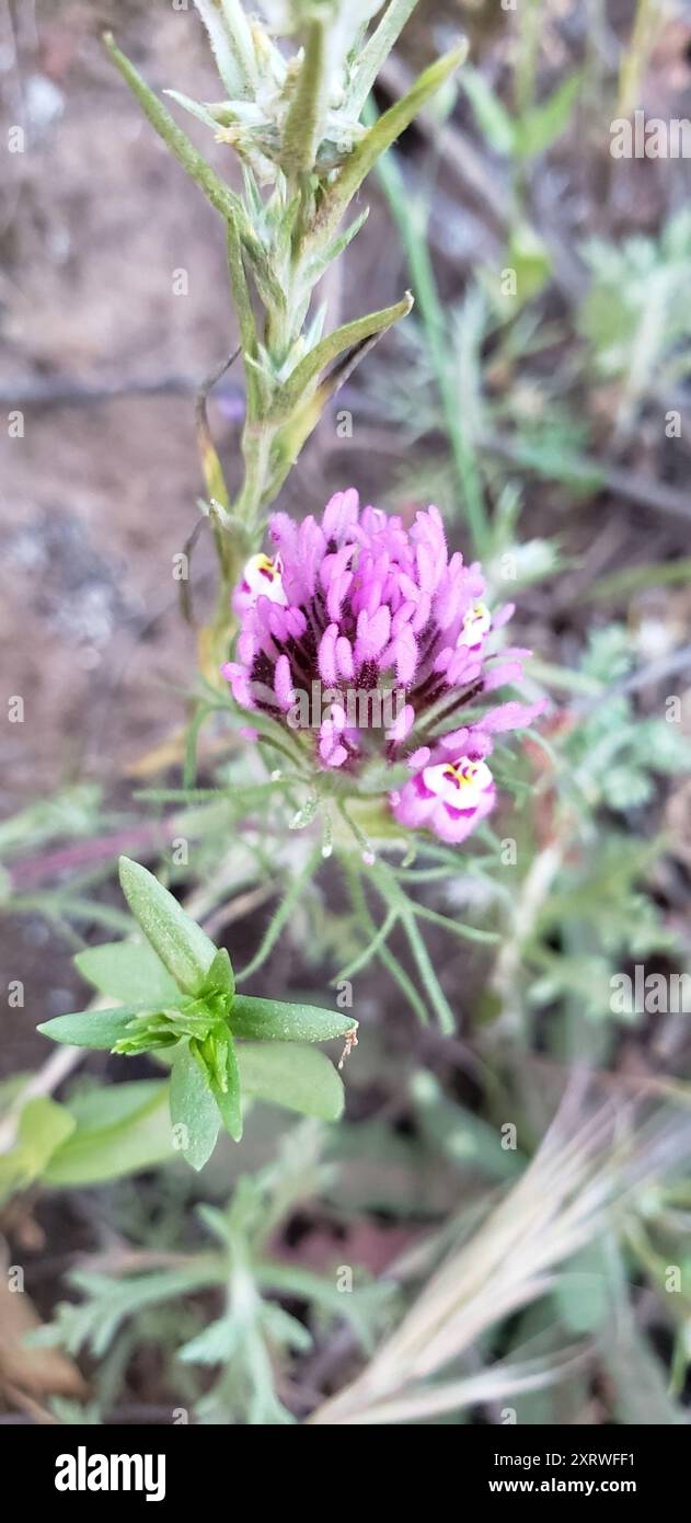 purple owl's-clover (Castilleja exserta) Plantae Stock Photo - Alamy