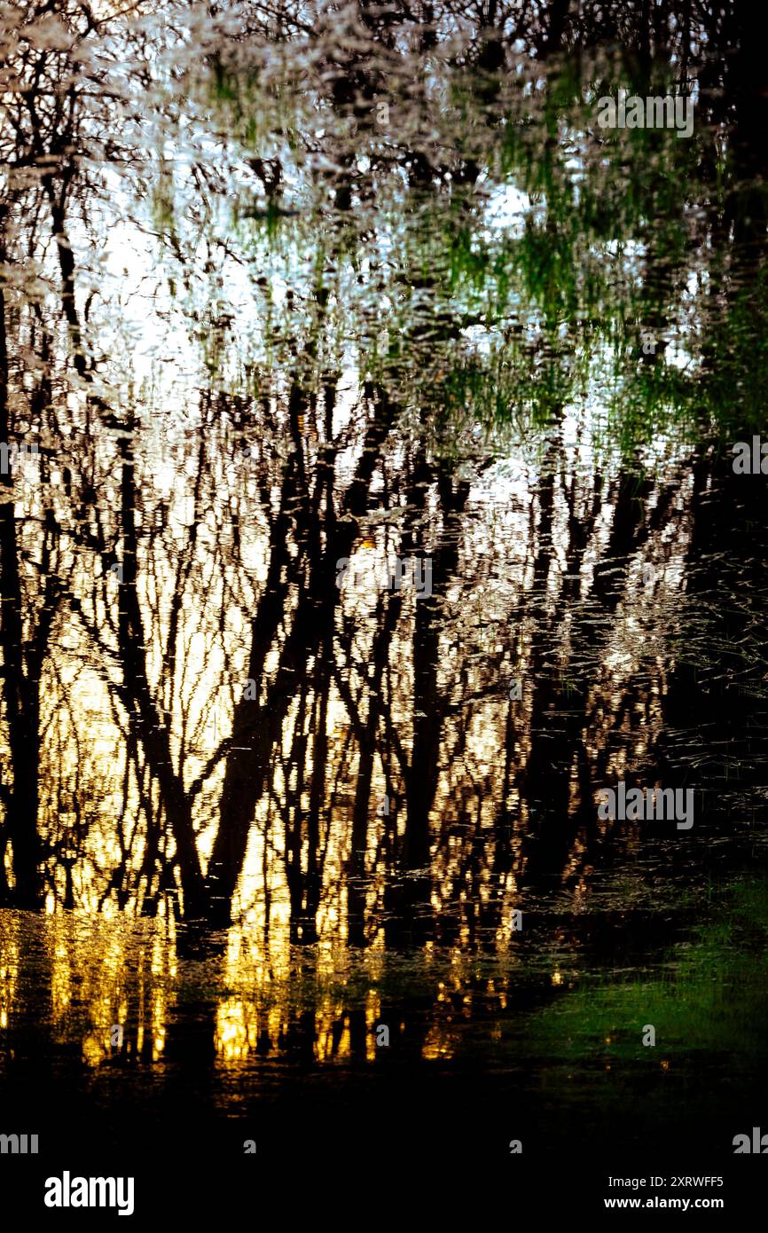 Sunset reflected in a large puddle of water in a field during the ...