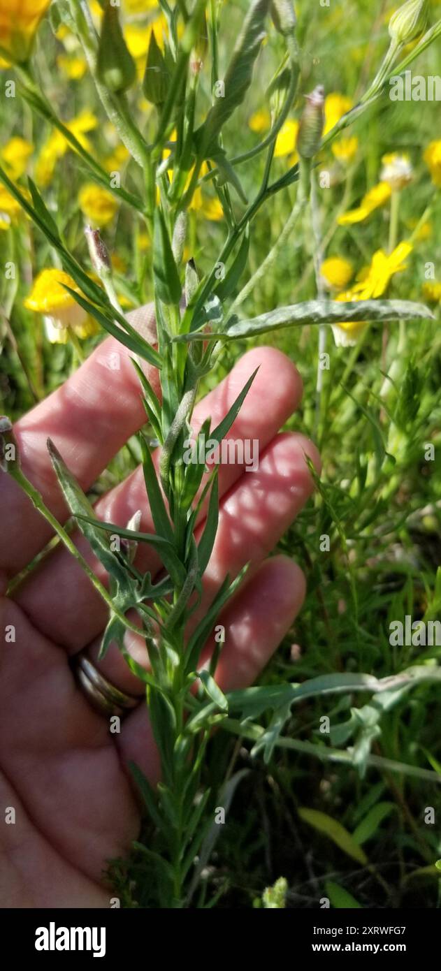 Yellow Flax (Linum rigidum) Plantae Stock Photo - Alamy