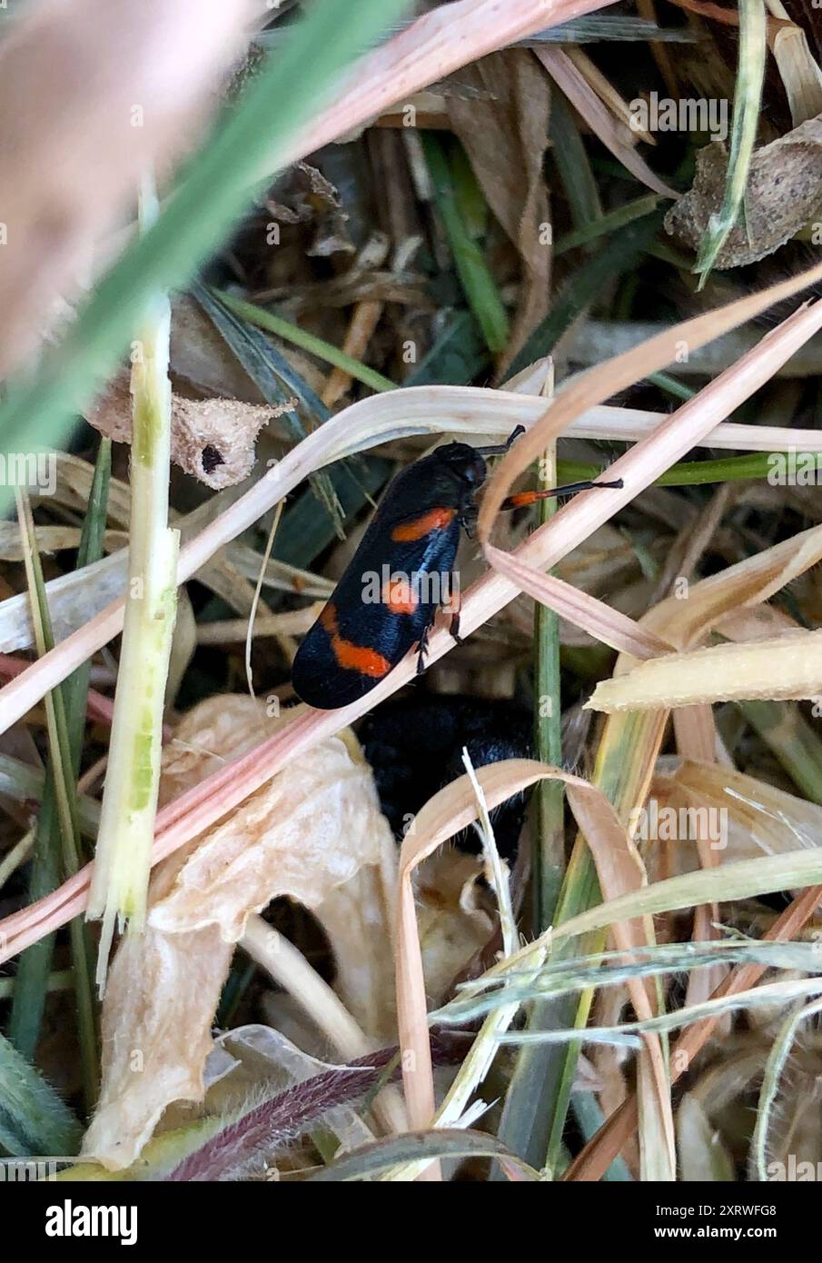 (Cercopis intermedia) Insecta Stock Photo - Alamy