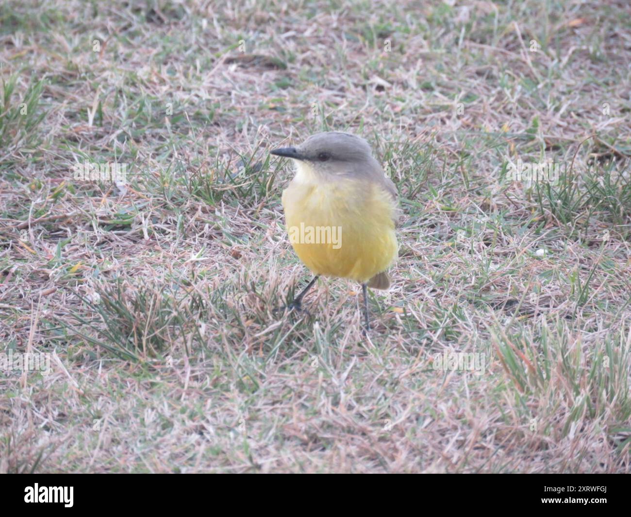 Cattle Tyrant (Machetornis rixosa) Aves Stock Photo - Alamy