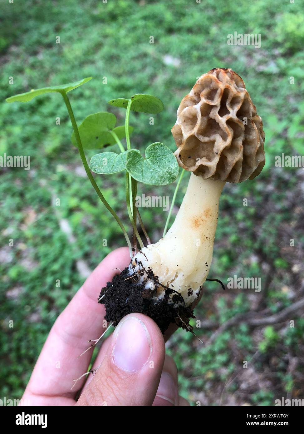 white morel (Morchella americana) Fungi Stock Photo - Alamy