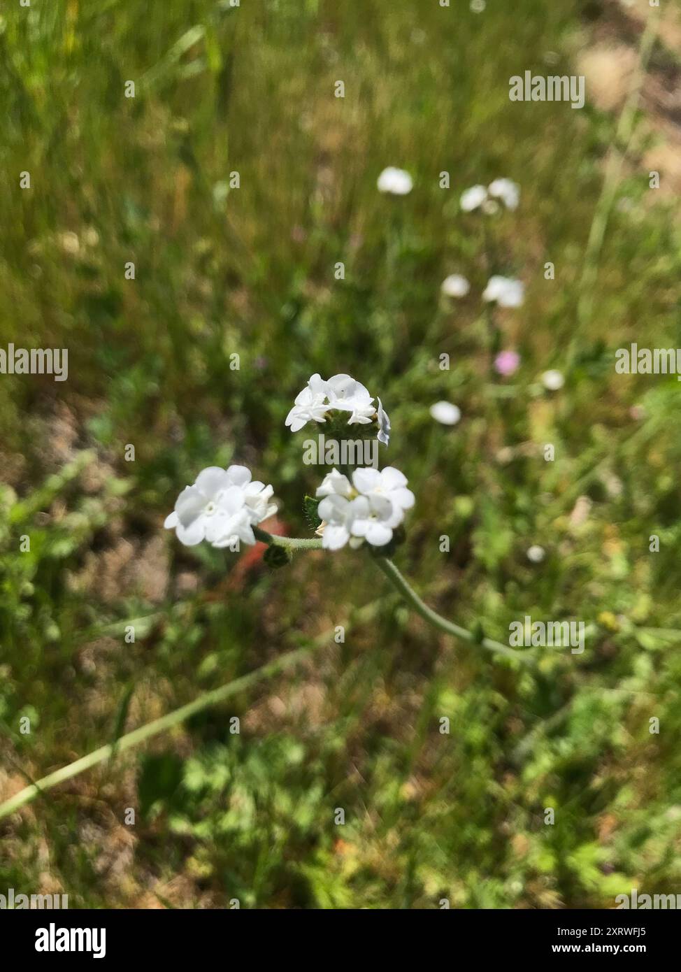 Rusty Popcornflower (Plagiobothrys nothofulvus) Plantae Stock Photo - Alamy