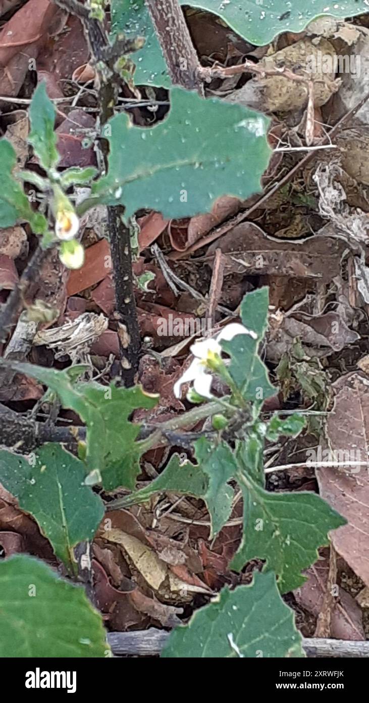 Wonderberry (Solanum retroflexum) Plantae Stock Photo - Alamy