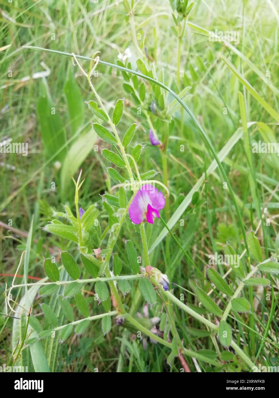 Common Vetch (Vicia sativa) Plantae Stock Photo - Alamy