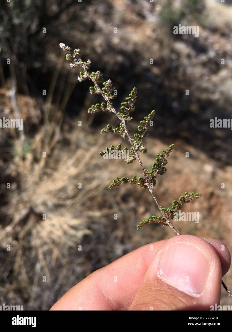 Wooton's lace fern (Myriopteris wootonii) Plantae Stock Photo - Alamy