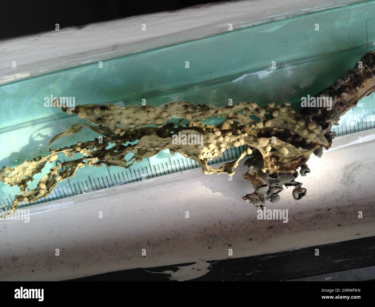 cartilage lichen (Ramalina celastri) Fungi Stock Photo - Alamy