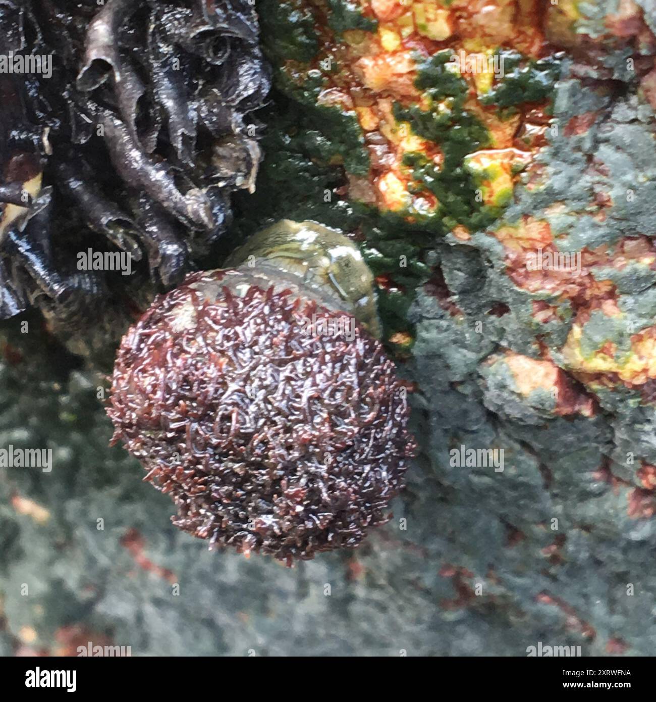 Nerite Snails (Neritidae) Mollusca Stock Photo - Alamy