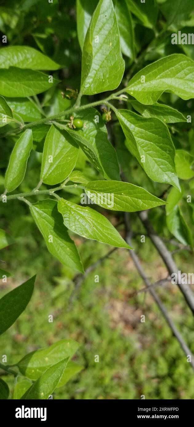 sugar hackberry (Celtis laevigata) Plantae Stock Photo - Alamy