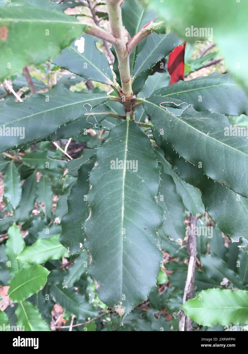 Chinese Photinia (Photinia serratifolia) Plantae Stock Photo - Alamy