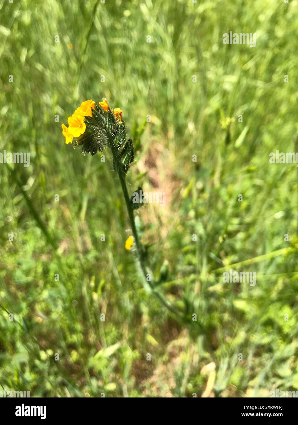 Common Fiddleneck (Amsinckia menziesii) Plantae Stock Photo - Alamy