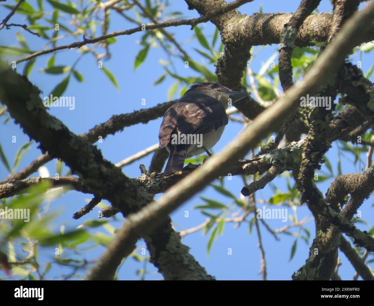 Crested becard hi-res stock photography and images - Alamy
