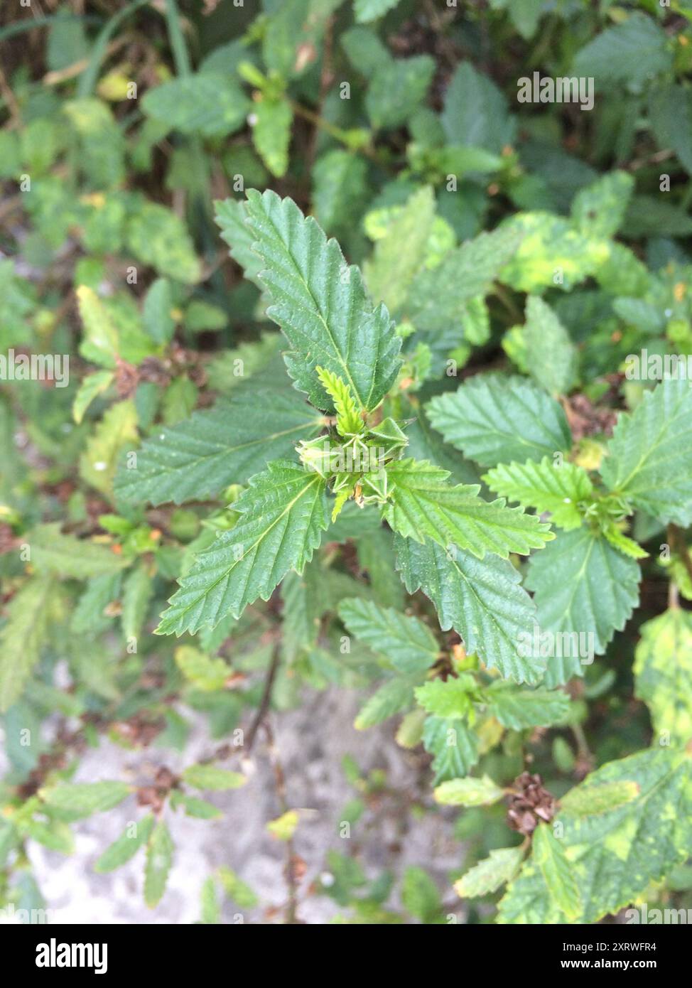 three-lobe false mallow (Malvastrum coromandelianum) Plantae Stock ...