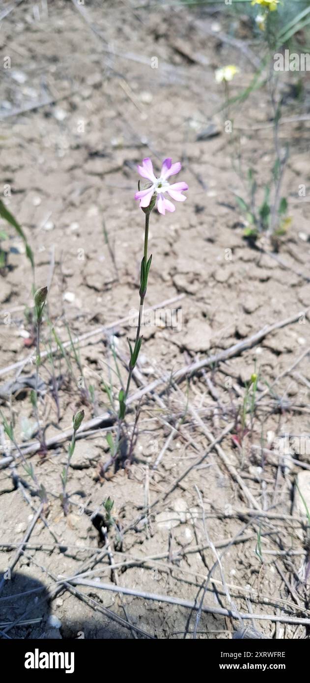 Sand Catchfly (Silene conica) Plantae Stock Photo - Alamy