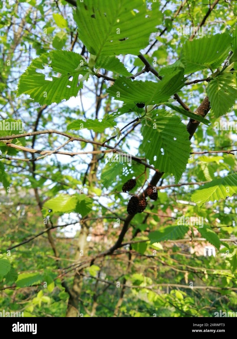 common alder (Alnus glutinosa) Plantae Stock Photo - Alamy