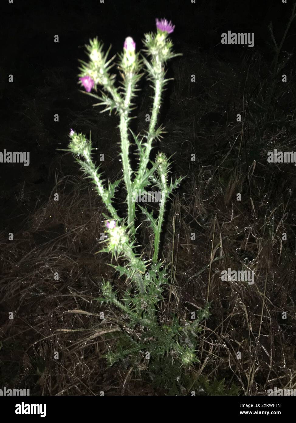 Italian thistle (Carduus pycnocephalus) Plantae Stock Photo - Alamy