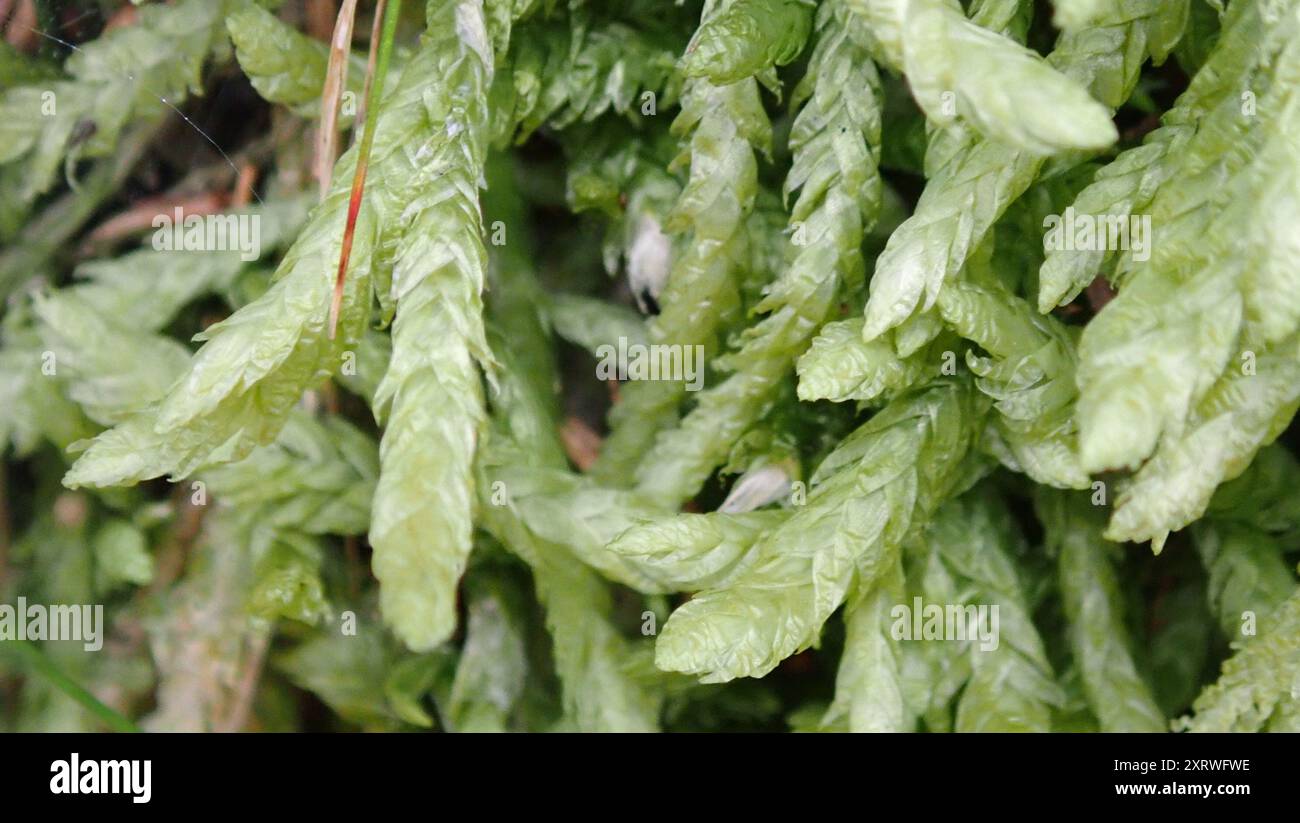 Mouse-tail Moss (Pseudisothecium myosuroides) Plantae Stock Photo - Alamy