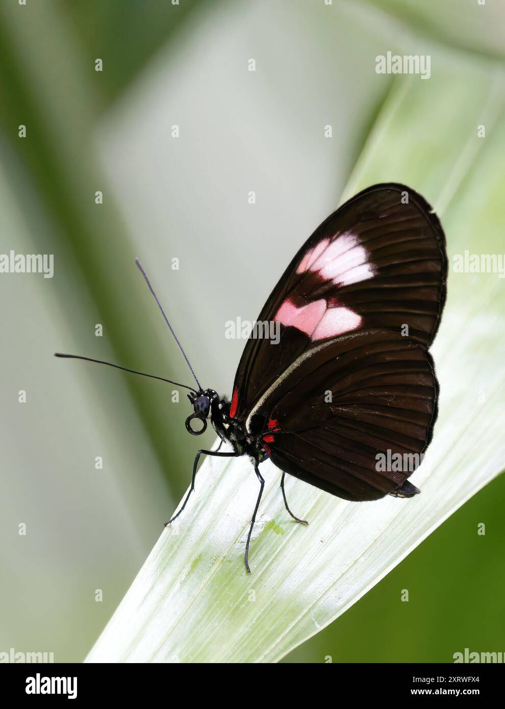 postman butterfly, common postman, Heliconius melpomene, butterfly ...