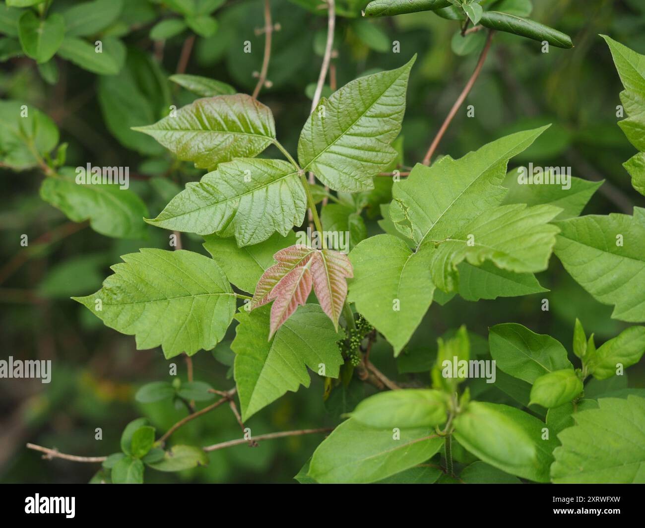 eastern poison ivy (Toxicodendron radicans) Plantae Stock Photo - Alamy