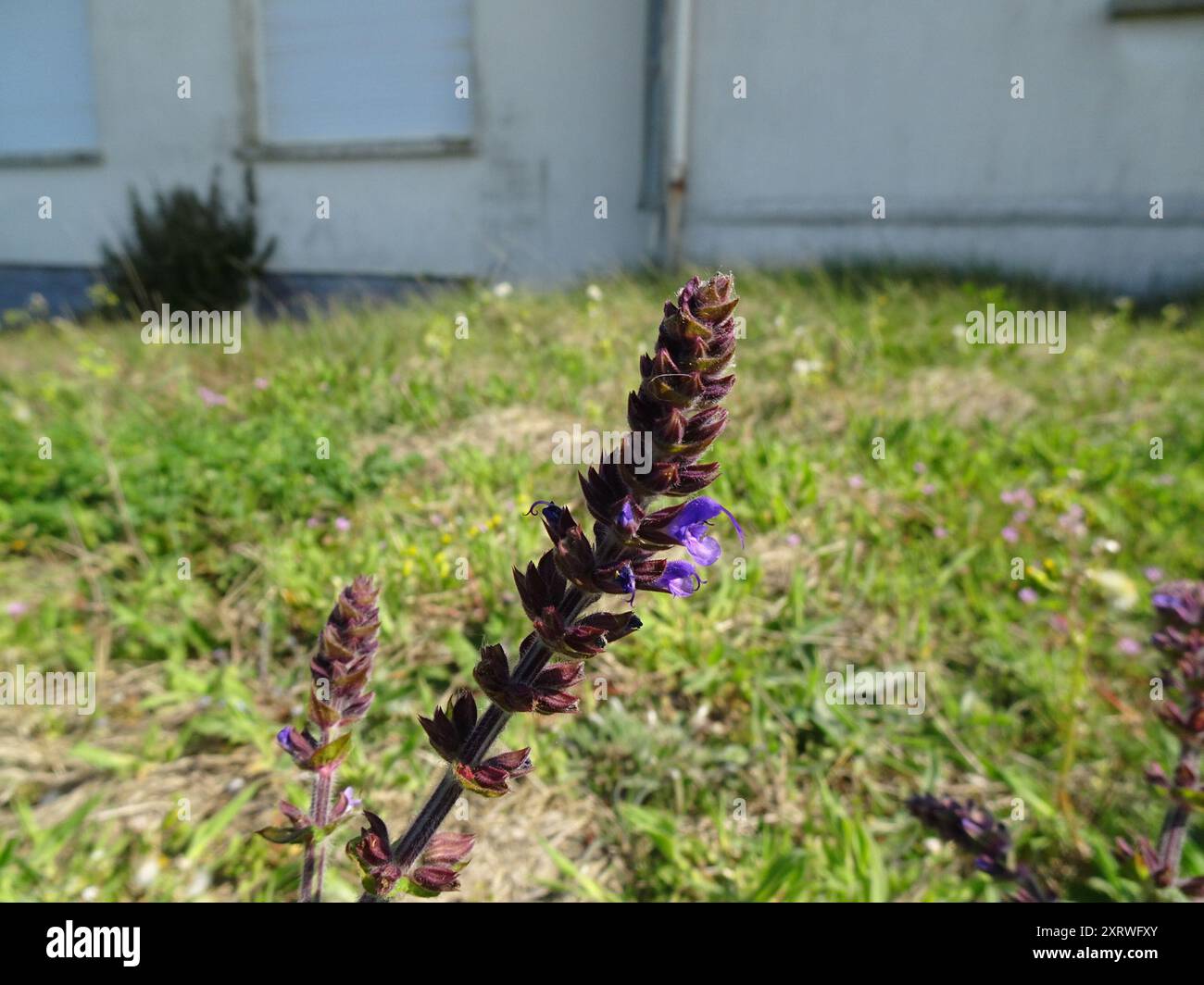 wild clary (Salvia verbenaca) Plantae Stock Photo - Alamy