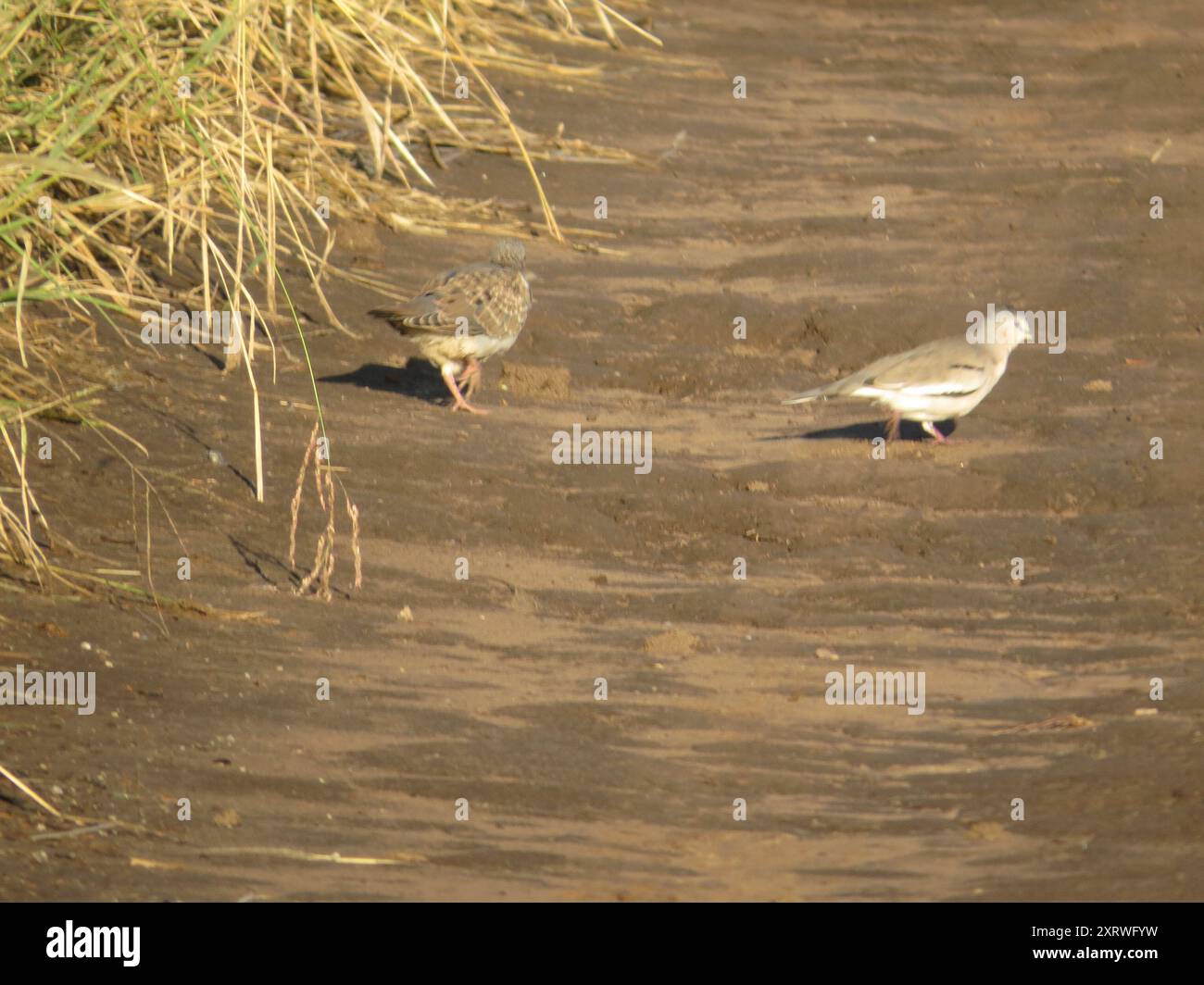 Picui ground dove columbina hi-res stock photography and images - Alamy