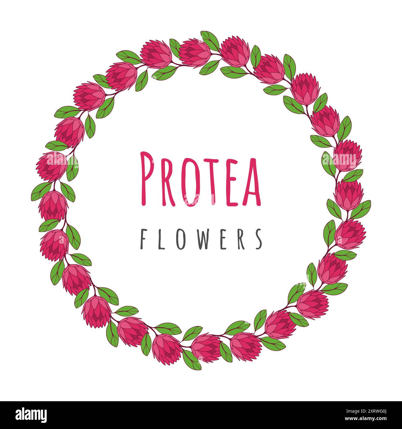 Round wreath of protea flowers on white background. Vector illustration ...