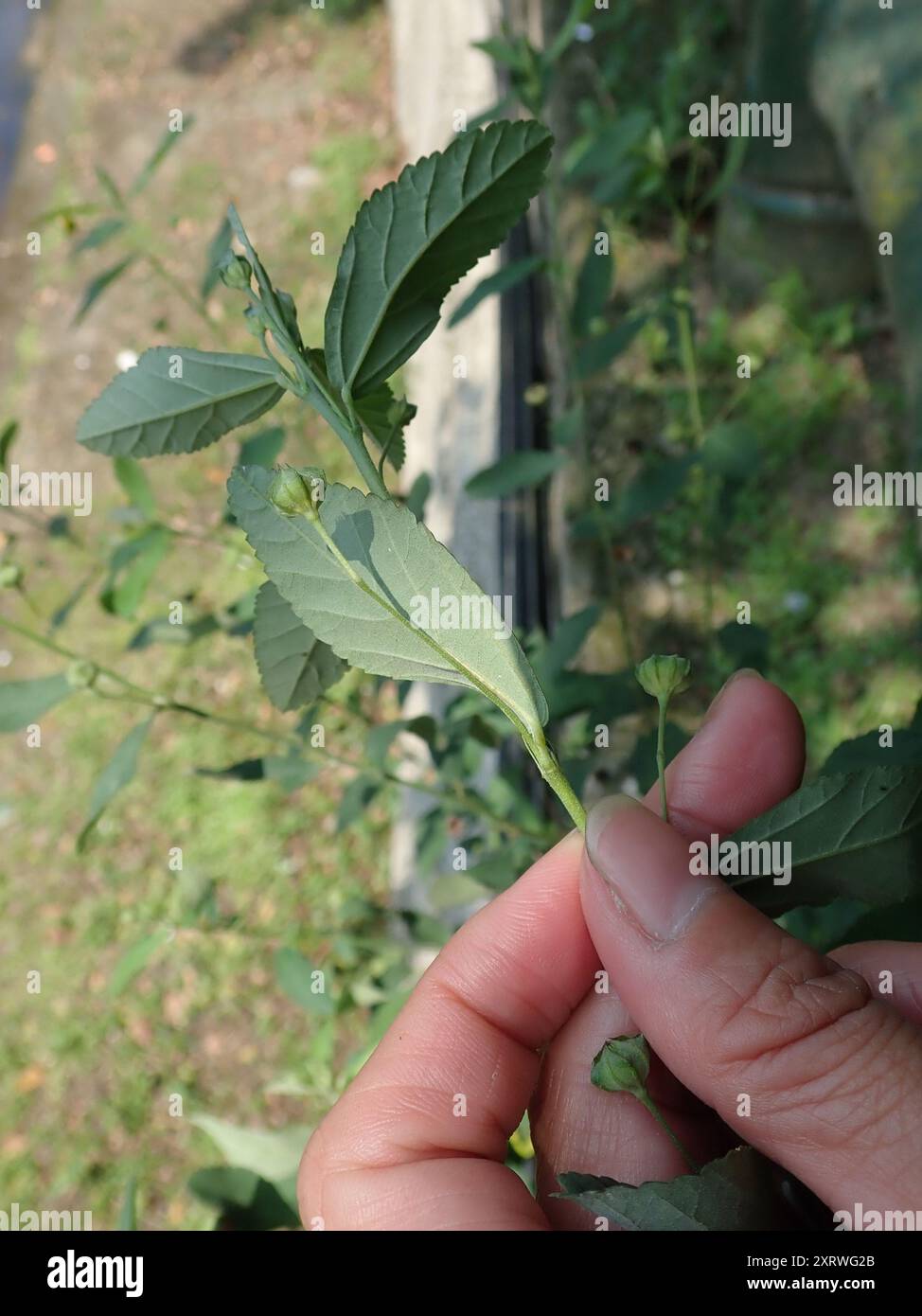 Cuban jute (Sida rhombifolia) Plantae Stock Photo - Alamy
