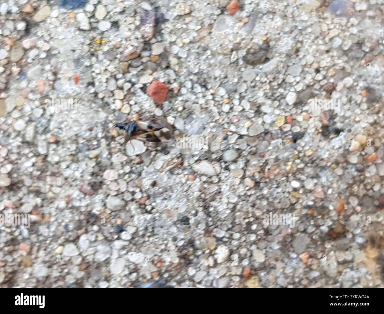 Common Flowerbug (Anthocoris nemorum) Insecta Stock Photo - Alamy