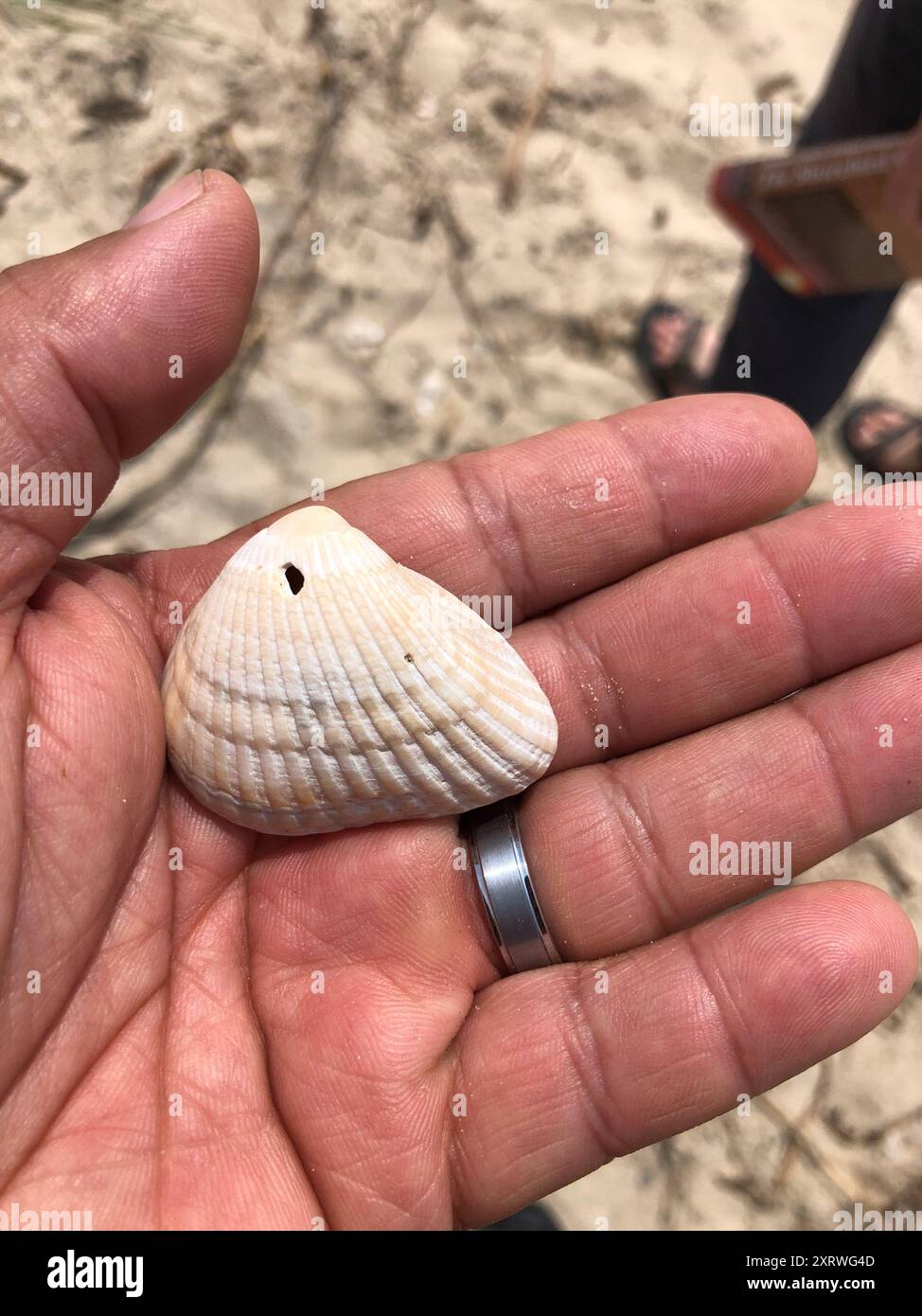 Ponderous Ark (Noetia ponderosa) Mollusca Stock Photo - Alamy