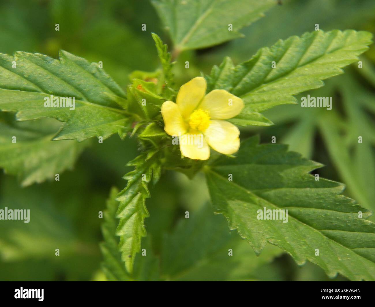 three-lobe false mallow (Malvastrum coromandelianum) Plantae Stock ...